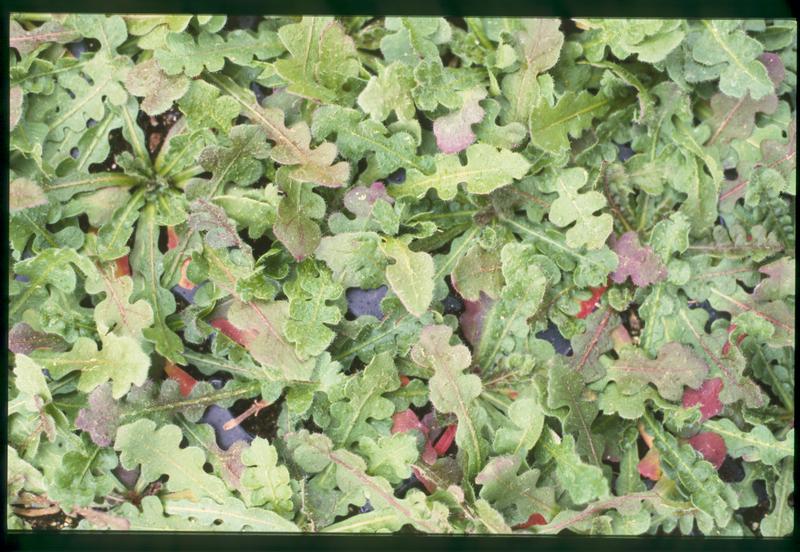 Farm Textures (Public Domain)