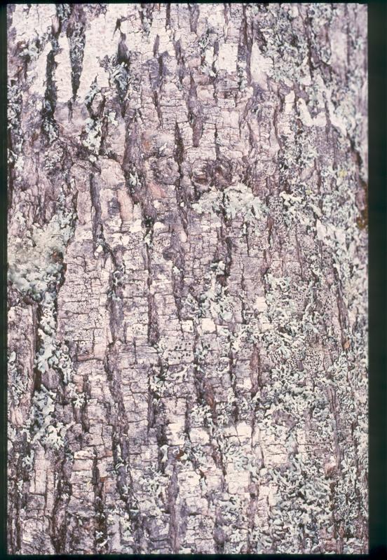 Farm Textures (Public Domain)